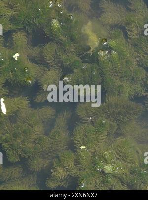 coontail (Ceratophyllum demersum) Plantae Stock Photo - Alamy