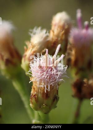 Indian marsh fleabane (Pluchea indica) Plantae Stock Photo - Alamy