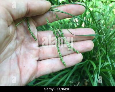 drooping woodland sedge (Carex arctata) Plantae Stock Photo - Alamy
