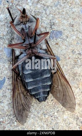 Horse Flies (Tabaninae) Insecta Stock Photo - Alamy