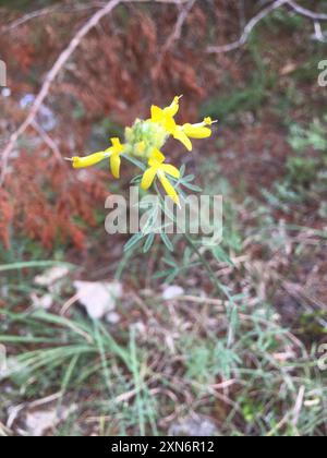 Golden Prairie Clover (Dalea aurea) Plantae Stock Photo - Alamy