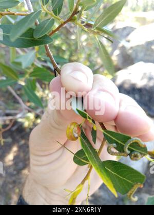 Willow Apple Gall Sawfly (Euura californica) Insecta Stock Photo - Alamy
