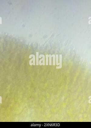 (Mycena robusta) Fungi Stock Photo - Alamy