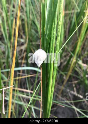 Marsh Periwinkle (Littoraria irrorata) Mollusca Stock Photo - Alamy