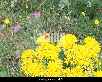 Maui's copper (Lycaena edna Stock Photo - Alamy
