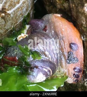 Hooked Slippersnail (Crepidula adunca) Mollusca Stock Photo - Alamy
