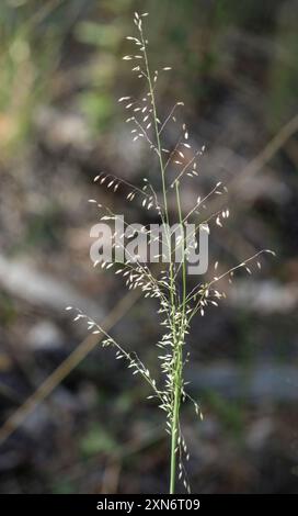 Pine Dropseed (Muhlenbergia tricholepis) Plantae Stock Photo - Alamy