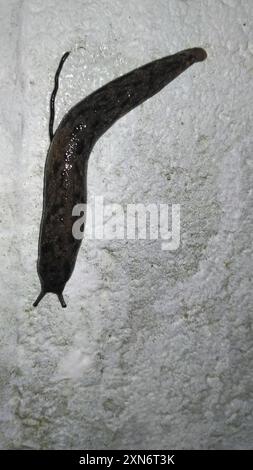 Changeable Mantleslug (Megapallifera mutabilis) Mollusca Stock Photo ...