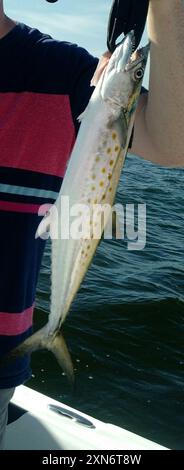 Atlantic Spanish Mackerel (Scomberomorus maculatus Stock Photo - Alamy