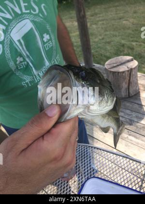 Largemouth Bass (Micropterus nigricans) Actinopterygii Stock Photo - Alamy