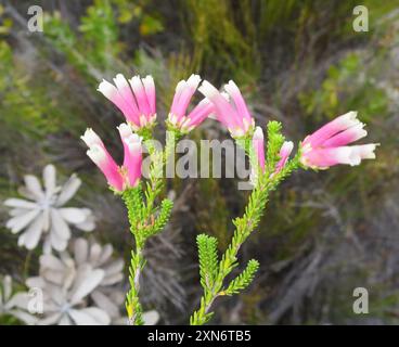 Twotone Heath (Erica versicolor) Plantae Stock Photo - Alamy