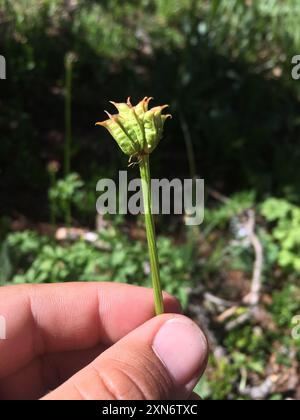 White Globeflower (Trollius laxus albiflorus) Plantae Stock Photo - Alamy