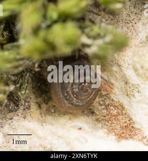 Rocksnail (Pyramidula rupestris) Mollusca Stock Photo - Alamy