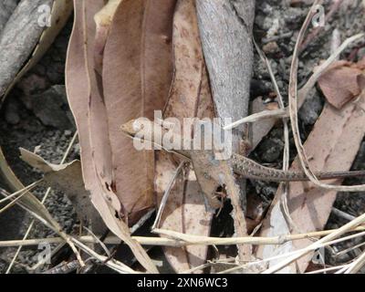 Elegant Rainbow Skink (Carlia decora) female Stock Photo - Alamy