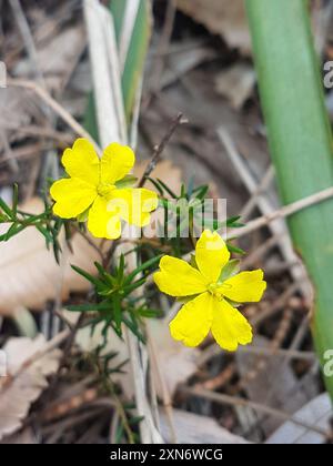 Prickly guinea flower (Hibbertia acicularis) Plantae Stock Photo - Alamy