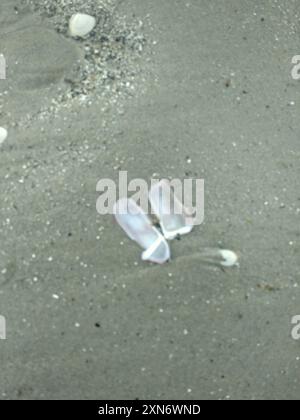 Atlantic Razor (Siliqua costata) Mollusca Stock Photo - Alamy