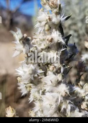 Winterfat (Krascheninnikovia lanata) Plantae Stock Photo - Alamy