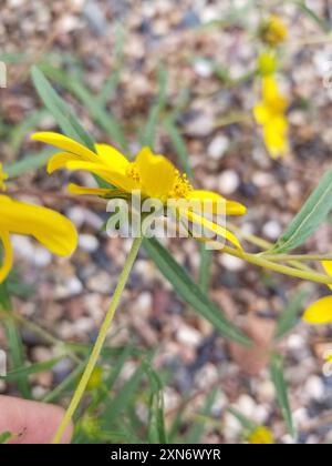 showy goldeneye (Heliomeris multiflora) Plantae Stock Photo - Alamy