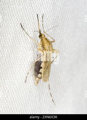Summer Salt Marsh Mosquito (Aedes dorsalis), Insecta, Interior Township ...