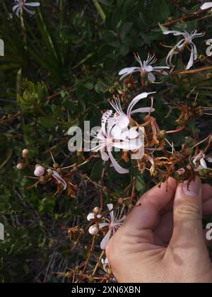 Tarflower (Bejaria racemosa) Plantae Stock Photo - Alamy