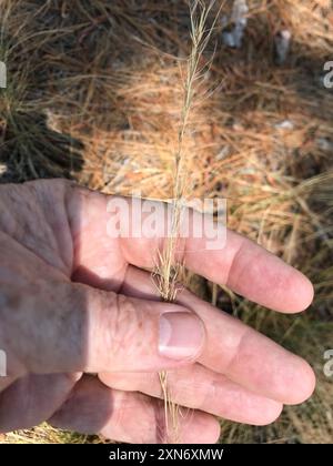 Wire grass (Aristida stricta) Plantae Stock Photo - Alamy