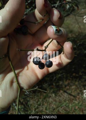 roundleaf greenbrier (Smilax rotundifolia) Plantae Stock Photo - Alamy