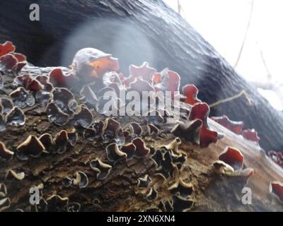Jelly Tree Ear (Auricularia americana) Fungi Stock Photo - Alamy
