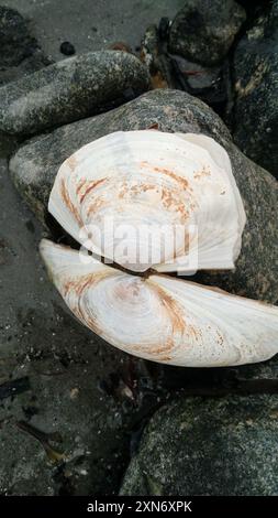 West Atlantic Surfclam (Spisula solidissima) Mollusca Stock Photo - Alamy