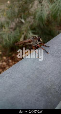 (Dolopus simulans) Insecta Stock Photo - Alamy