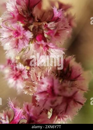 Fringed Amaranth (Amaranthus fimbriatus) Plantae Stock Photo - Alamy