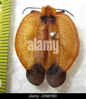 tailed net-winged beetle, Lycus trabeatus, in the bush in south africa ...