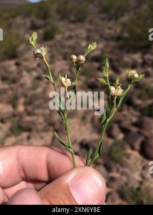 rough menodora (Menodora scabra Stock Photo - Alamy