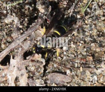 Lobed Mason Wasp (Ancistrocerus capra) Insecta Stock Photo - Alamy