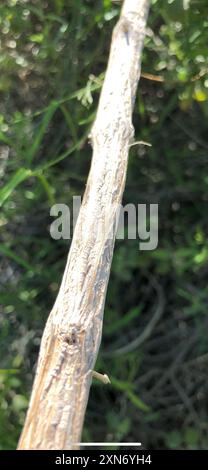desert lavender (Condea emoryi) Plantae Stock Photo - Alamy