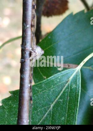 Fork-palped Harvestman (Dicranopalpus ramosus) Arachnida Stock Photo ...