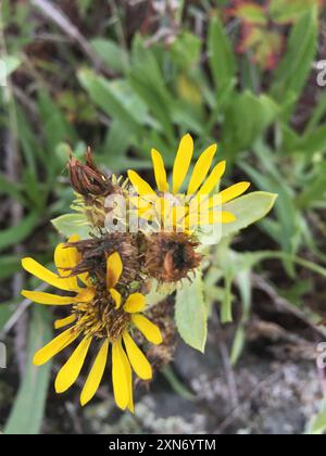 Oregon Gumplant (Grindelia stricta) Plantae Stock Photo - Alamy