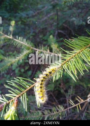 Silver-spotted Tiger Moth (Lophocampa argentata) Insecta Stock Photo ...