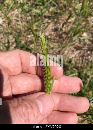 little barley (Hordeum pusillum) Plantae Stock Photo - Alamy