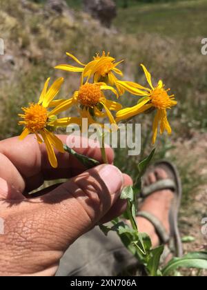 Thickleaf Ragwort (Senecio crassulus) Plantae Stock Photo - Alamy