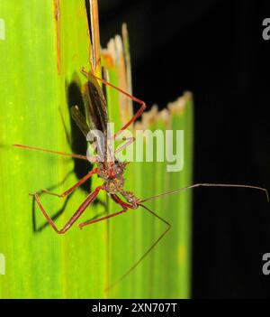 (Heza binotata) Insecta Stock Photo - Alamy