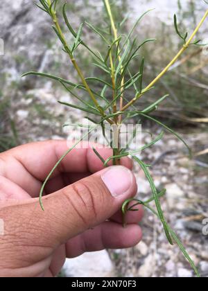 Skeletonleaf Goldeneye (Sidneya tenuifolia) Plantae Stock Photo - Alamy