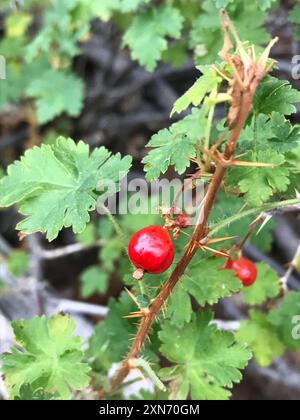 mountain gooseberry (Ribes montigenum) Plantae Stock Photo - Alamy