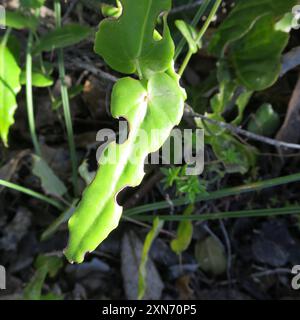 Clambering Babooncabbage (Othonna undulosa) Plantae Stock Photo - Alamy