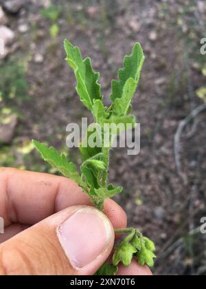 Green Nightshade (Solanum nitidibaccatum) Plantae Stock Photo - Alamy