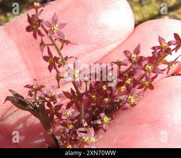 Shrub Yellowroot (Xanthorhiza simplicissima) Plantae Stock Photo - Alamy