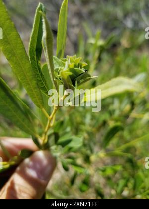 red willow (Salix laevigata) Plantae Stock Photo - Alamy