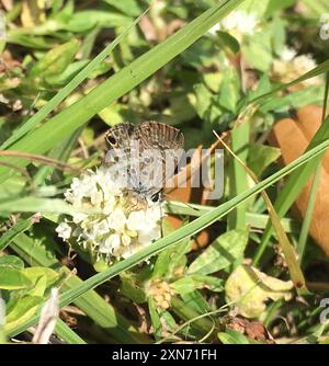 Ceraunus Blue (Hemiargus ceraunus) Insecta Stock Photo - Alamy