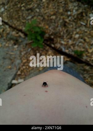 White-margined Burrower Bug (Sehirus cinctus) Insecta Stock Photo - Alamy