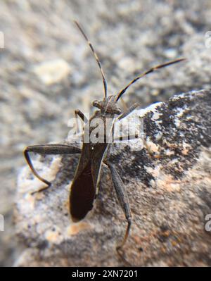 (Camptopus lateralis) Insecta Stock Photo - Alamy