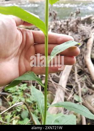 Swamp Goldenrod (Solidago patula) Plantae Stock Photo - Alamy